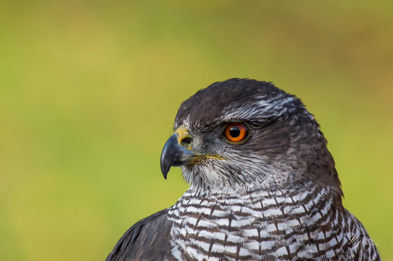 FOTO: Odprtje lova s sokoli v Beltincih - Lendavainfo.com