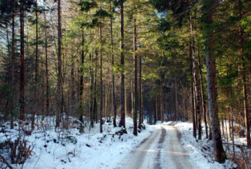 V zimskem času še posebej spoštujmo gozdni bonton in ne vznemirjajmo ...